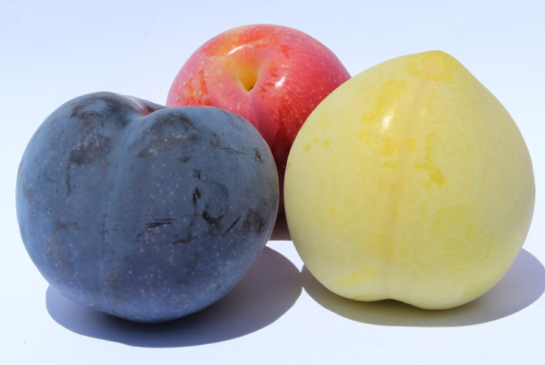 Our Fruit - Tuniche Fruits